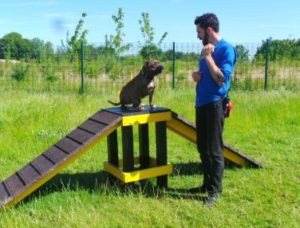 Dog Agility Spider Ramps - Marmax Recycled Plastic Products ...
