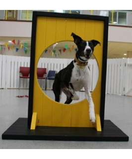 Dog Agility Hoop Jumps - Jumping and Agility Equipment - Marmax