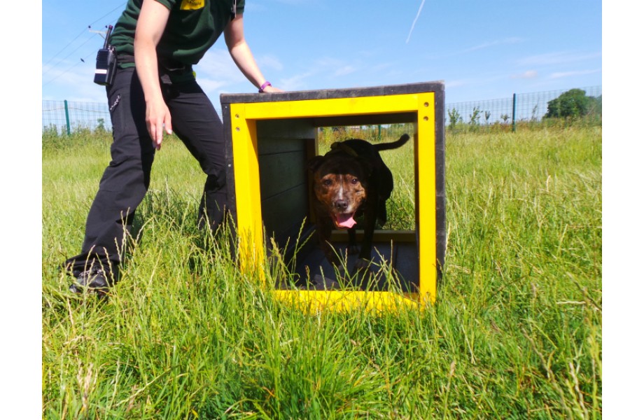 Dog Agility Cube - Marmax Recycled Plastic Products UK