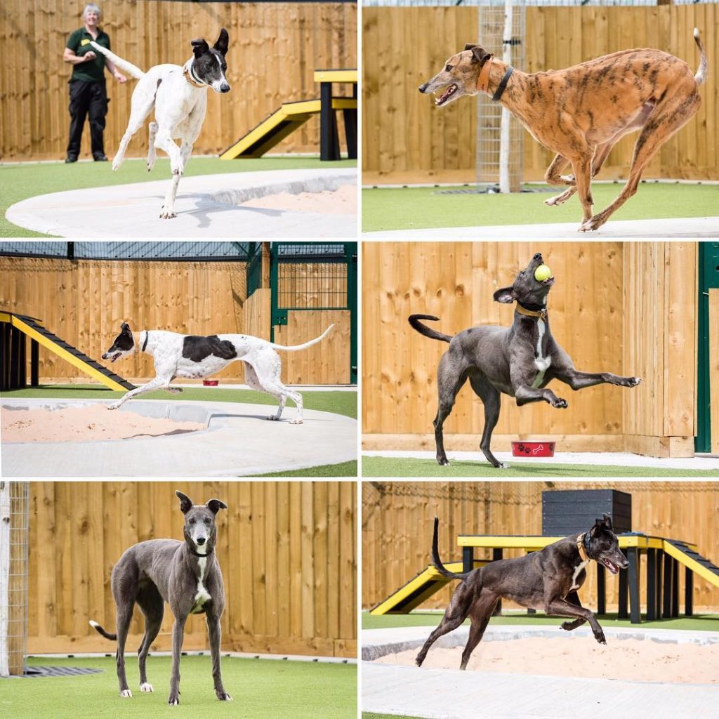 Dog Training Platforms - Marmax Recycled Plastic Products UK