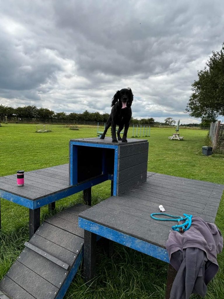 Dog Training Platforms - Marmax Recycled Plastic Products UK