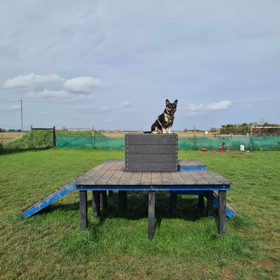 Dog Training Platforms - Marmax Recycled Plastic Products UK