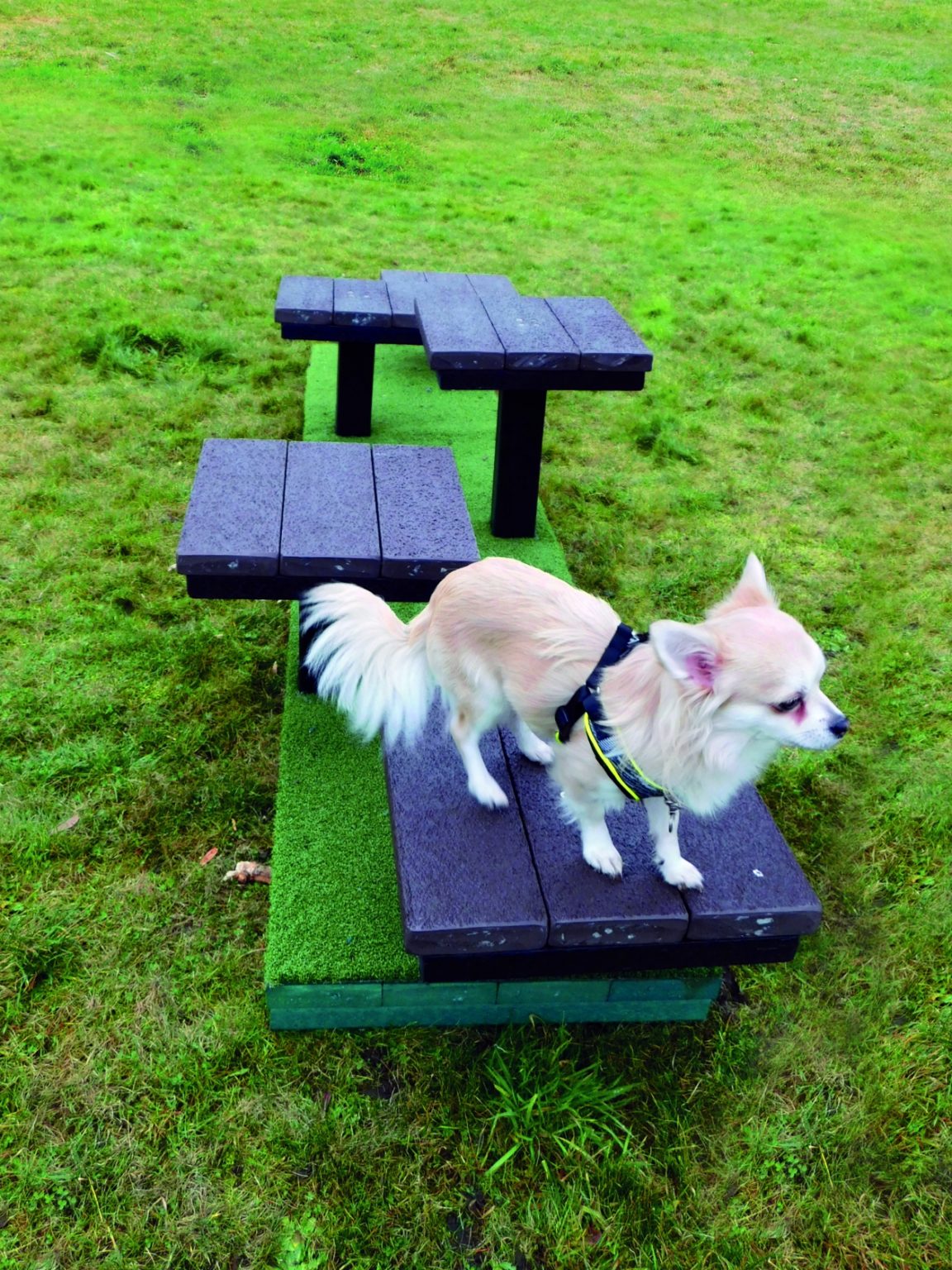 Dog Agility Platform Jumps - Marmax Recycled Plastic Products UK