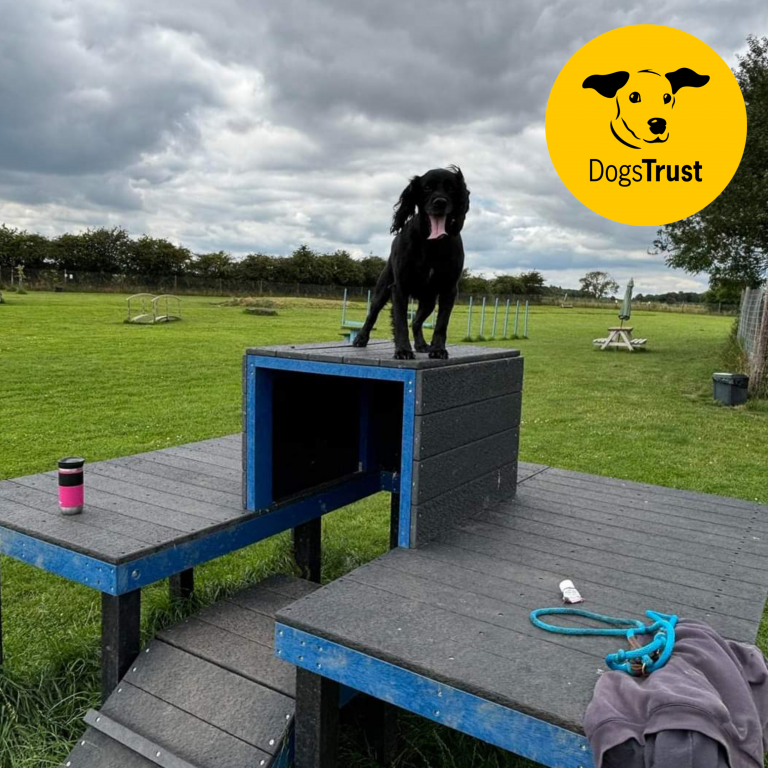 Dog Training Platforms - Marmax Recycled Plastic Products UK